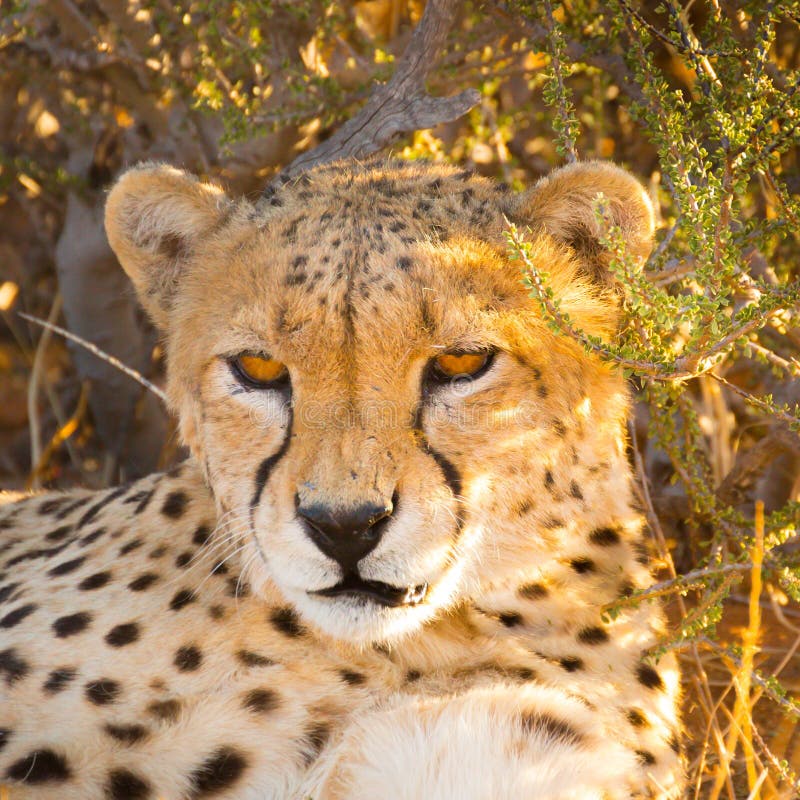 Gepard Im Nationalpark Etosha, Namibia Stockfoto - Bild von landschaft ...