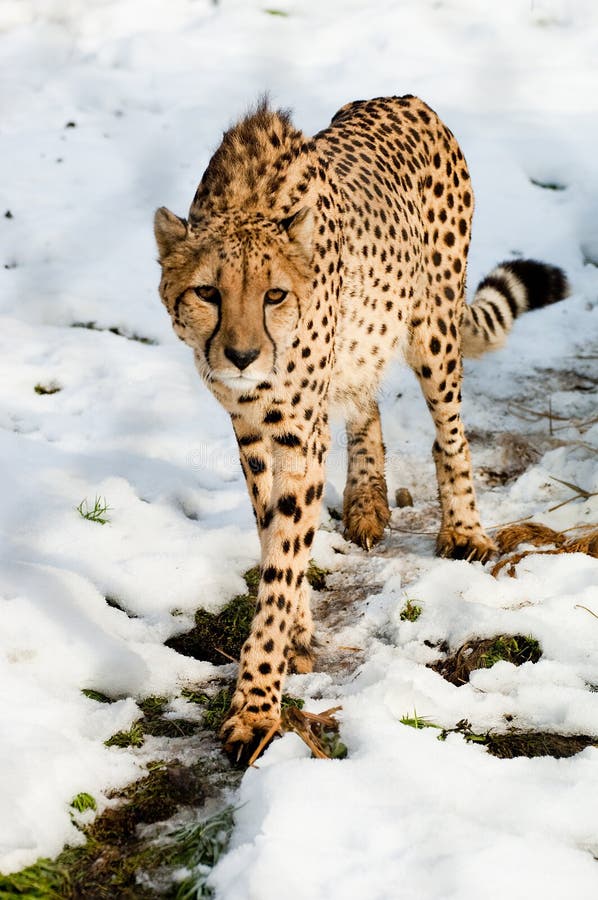 Gepard im Schnee stockbild. Bild von punkte, katzenartig - 21229479