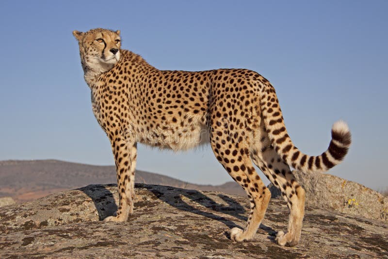 Gepard im Sonnenuntergang stockbild. Bild von afrika - 16144393