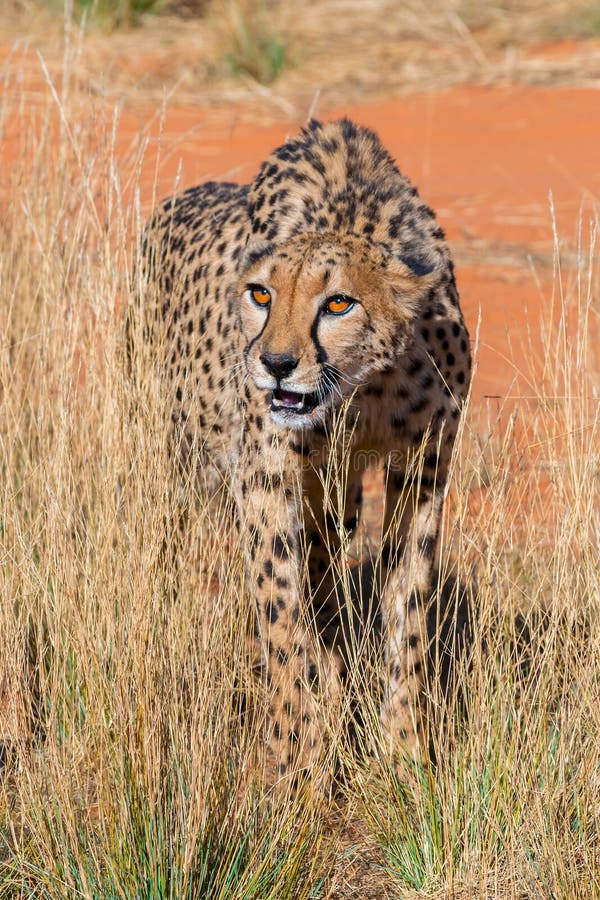 Gepard in Namibia stockbild. Bild von tageslicht, abschlu - 1789007