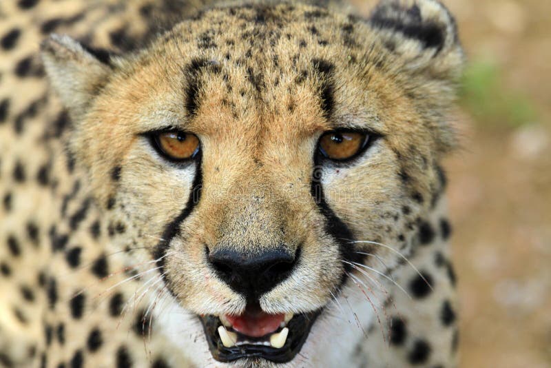 Gepard Namibia stock photo. Image of cheetah, gepard - 33998846