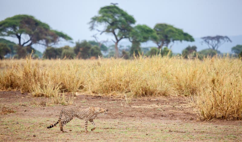 A Gepard is Running in the Grassland in Kenya Stock Image - Image of ...