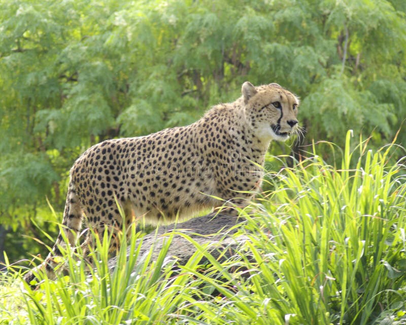 Gepard Stroll stockbild. Bild von geparden, spaziergang - 3400865
