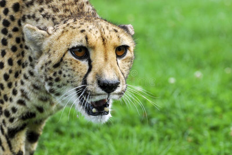 Gepard - Tier-Park stockfoto. Bild von raub, nave, jäger - 17846356