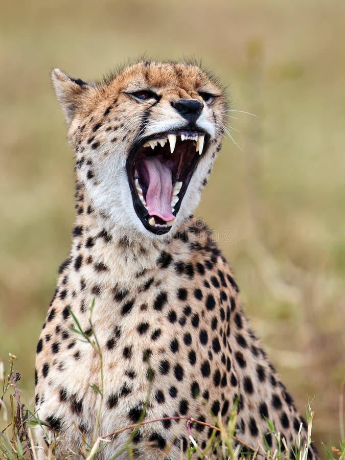 Gepard Trawa Siedzi Poziewania Zdjęcie Stock - Obraz złożonej z fielder ...