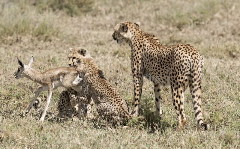 Gepard Und Junge, Die Lernen Zu Jagen Stockbild - Bild von junge ...