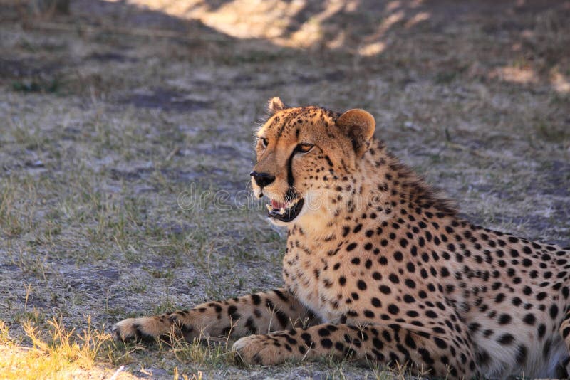 Geparda target824_0_ obraz stock. Obraz złożonej z oczy - 18742521