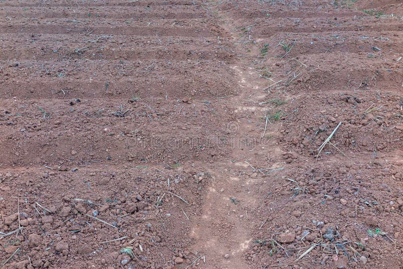 Gepflogener Grund- Und Brauner Boden Stockfoto - Bild von wachsen ...