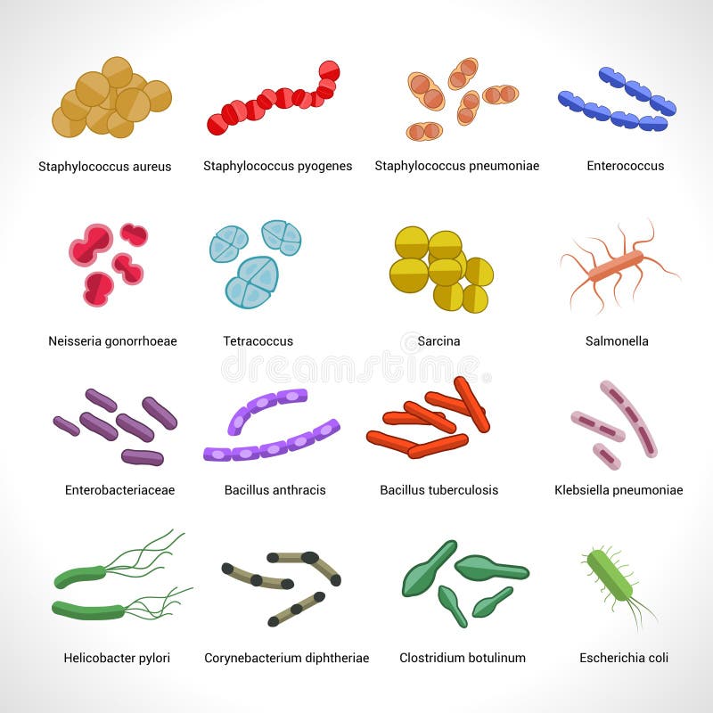 Types van bacteriën vector illustratie. Illustration of bacterie - 34700241