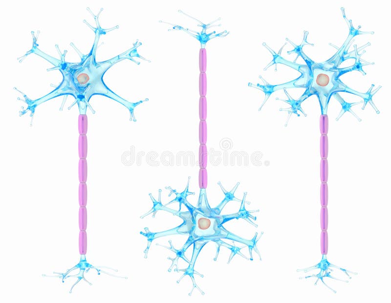 Neuron, De Anatomie Van De Zenuwcel Vector Illustratie - Illustration ...