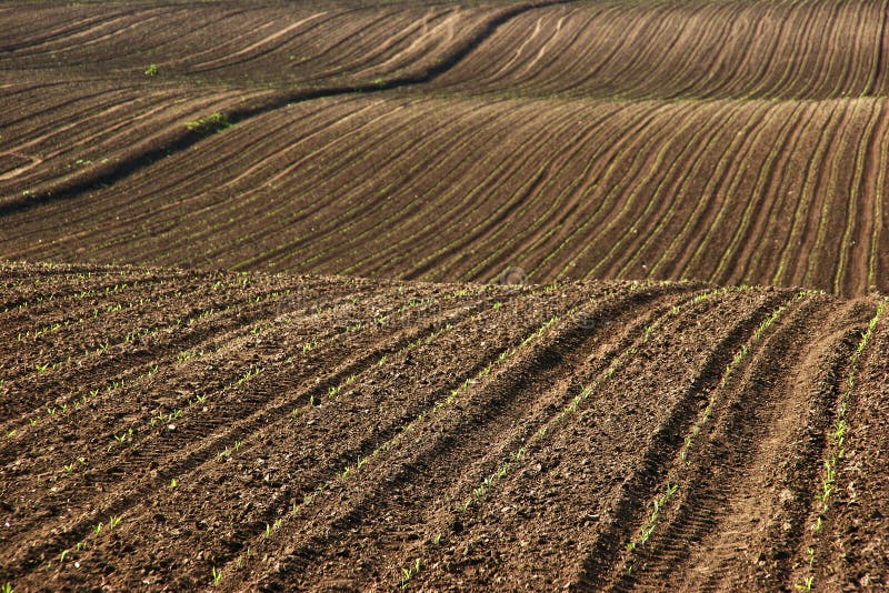 De grond van het turfmos stock foto. Image of eigenschap - 41301916