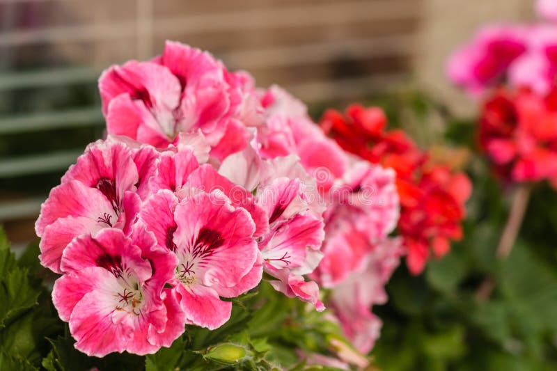 Gerani Multicolori in Fioritura Fotografia Stock - Immagine di pallido ...