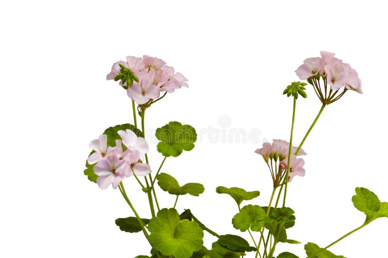 Geranio imagen de archivo. Imagen de casa, flor, flora - 104161181