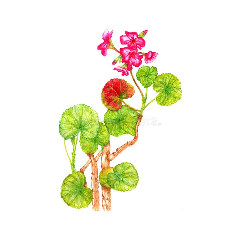 Geranio stock de ilustración. Ilustración de geranio - 37635543