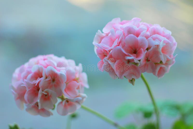 Geranio Rosa De Las Hermosas Flores Foto de archivo - Imagen de hermoso ...