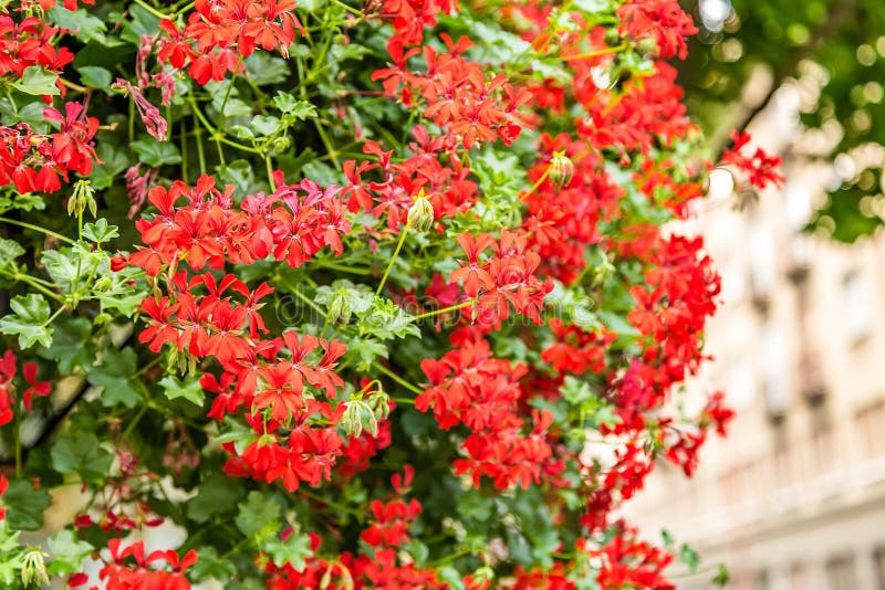 Geranios rojos colgantes imagen de archivo. Imagen de antiguo - 157756631