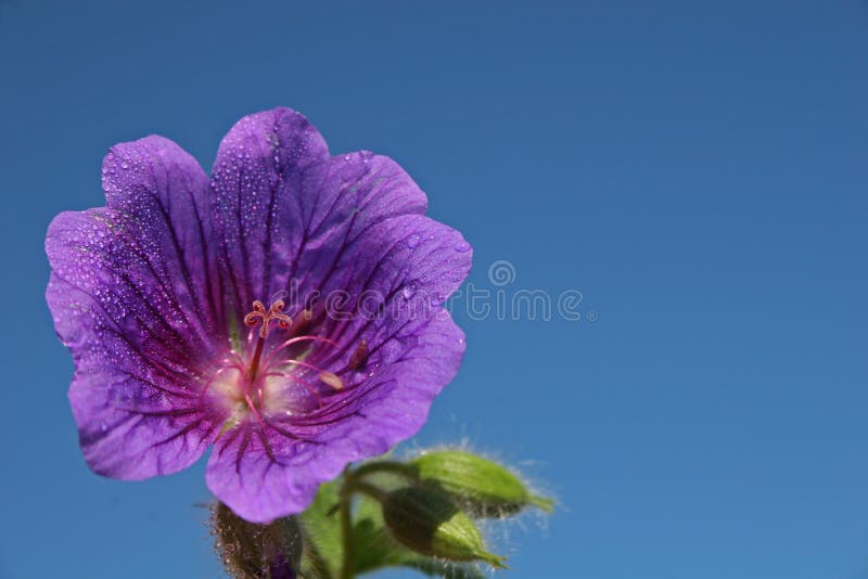 Geranium stock photo. Image of thorn, pollen, leaf, geranium - 10115914