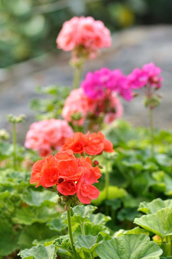 Pink geranium flower stock photo. Image of floral, plant - 85717846