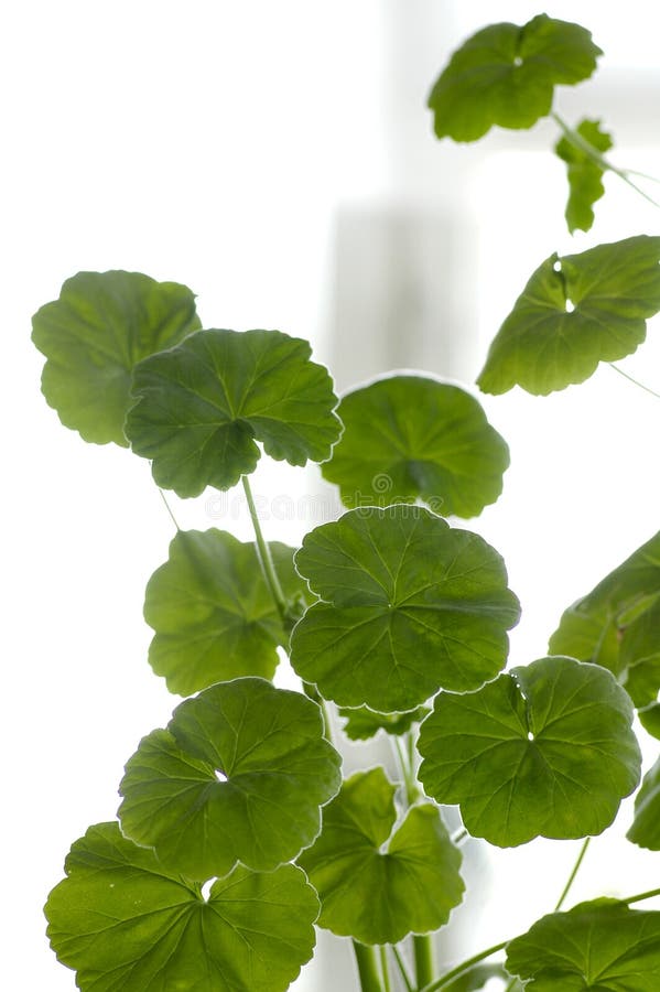 Geranium 2 stock image. Image of nature, lush, bright - 4489421