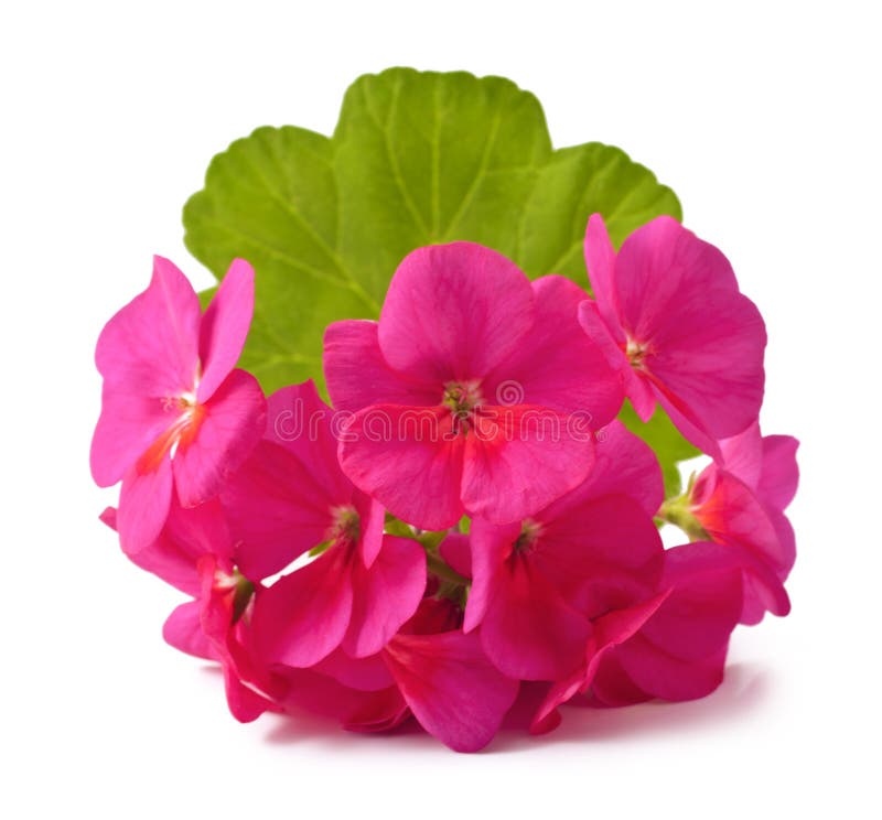 Rode geranium stock afbeelding. Image of geranium, ruimte - 79625455