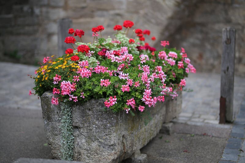 Geranium - Beautiful Balcony Flowers Stock Image - Image of colorful ...
