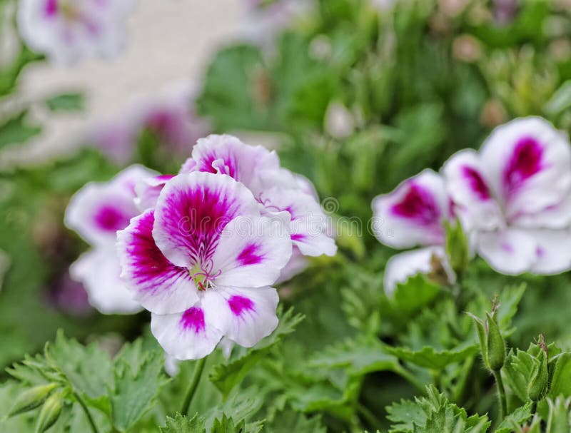 Geranium stock image. Image of color, temperate, garden - 30462949