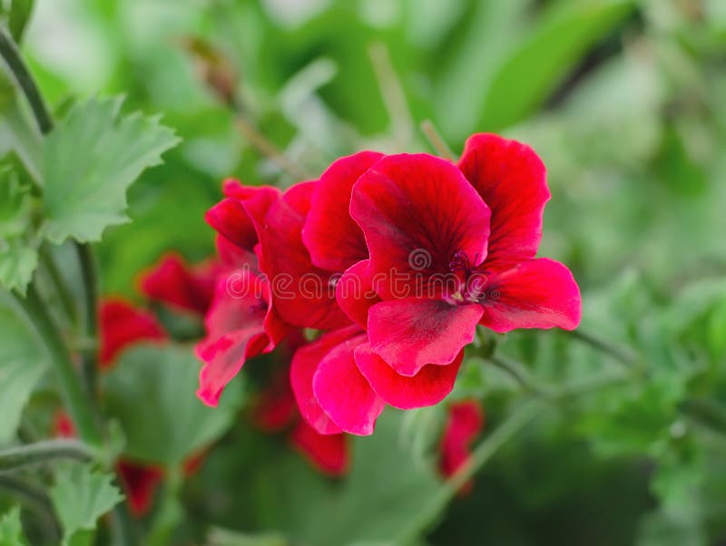 Red Geranium Blooming in Summer Season Stock Photo - Image of summer ...