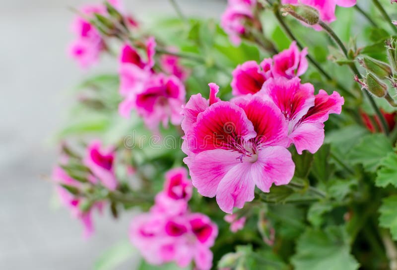 Red Geranium Blooming in Summer Season Stock Photo - Image of summer ...