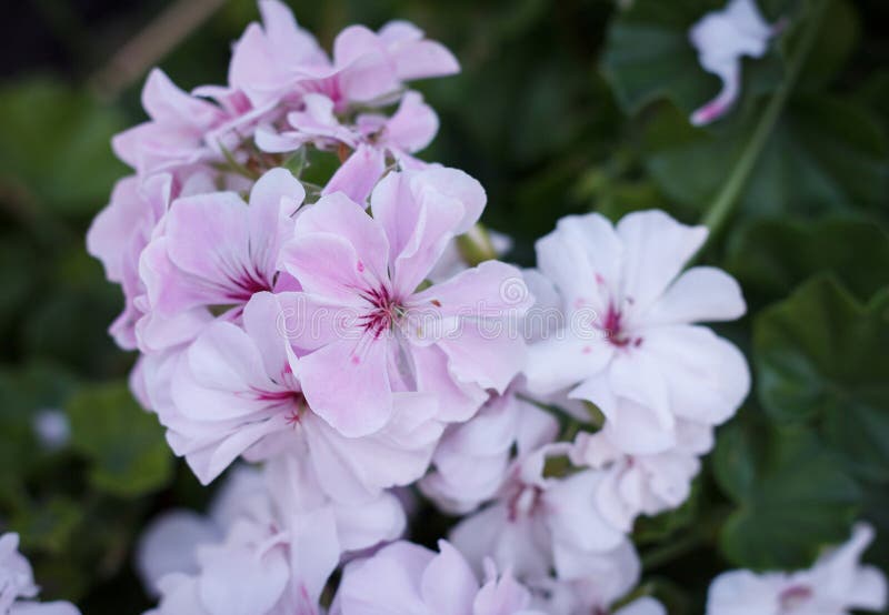Geranium Blossomed Withl Light Pink Flowers Stock Image - Image of ...