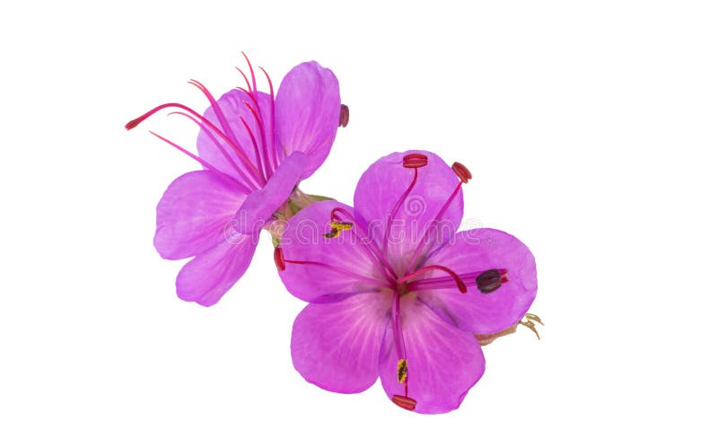 Geranium Bohemicum Isolated Stock Image - Image of flower, fresh: 279775199