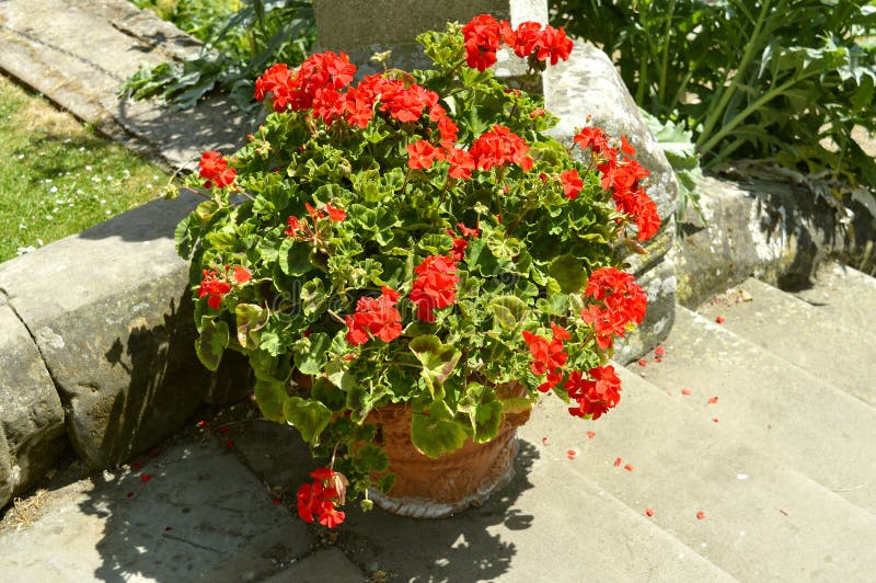 Geranium Bright Red stock image. Image of flowers, feature - 123011141