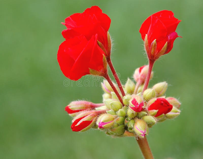 Geranium buds stock photo. Image of petal, stamen, pistil - 4358750