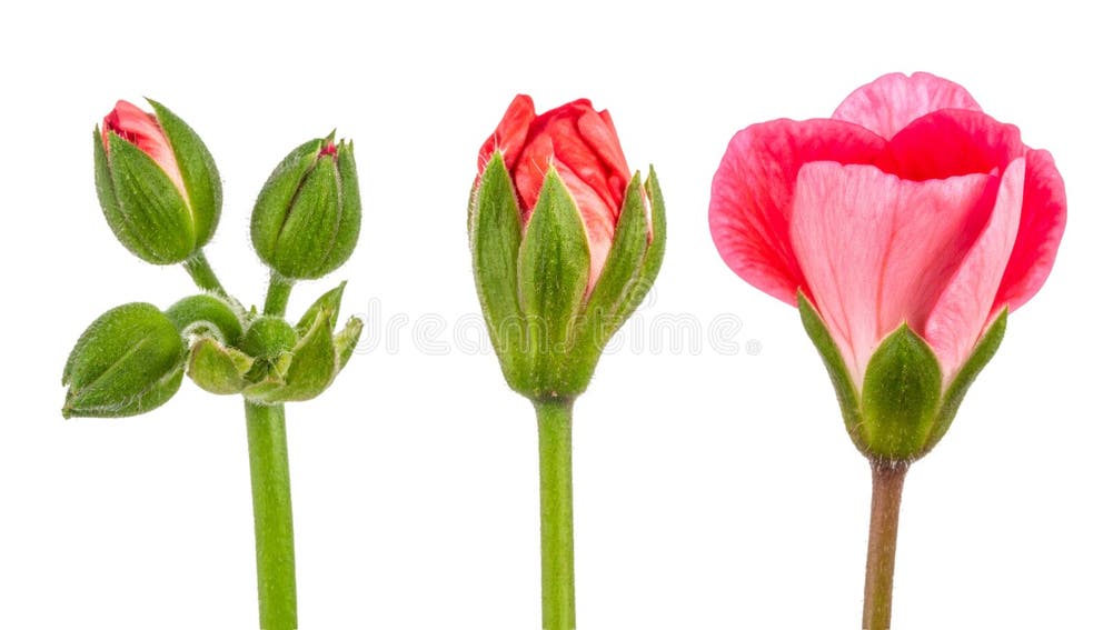 Geranium Buds Blooming Showing Different Development Stages on ...