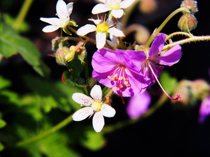 Geranium Cantabrigiense `Cambridge` Stock Image - Image of flower ...