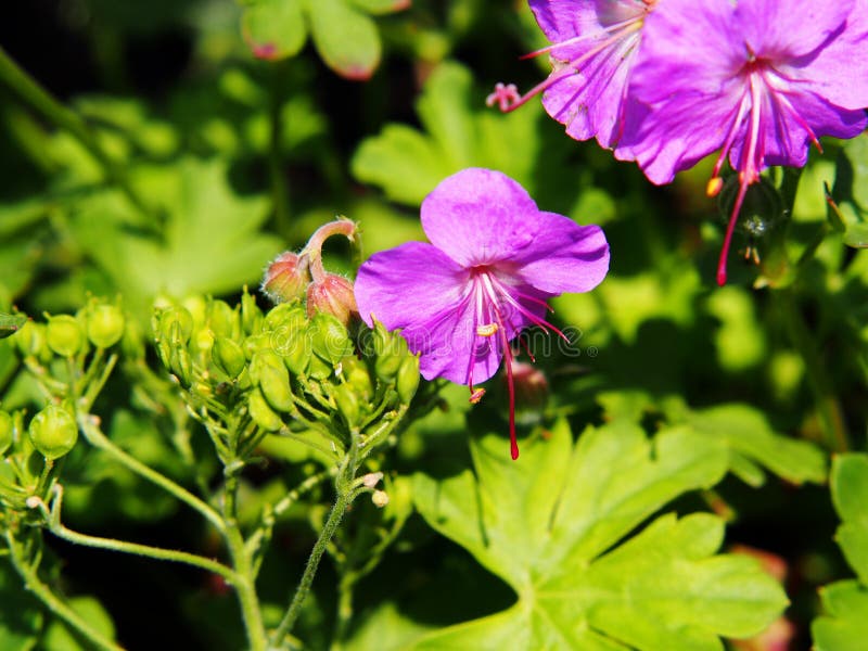 Geranium Cantabrigiense `Cambridge` Stock Image - Image of bloom ...