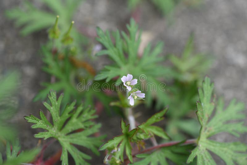 Geranium carolinianum stock photo. Image of roadside - 145893418