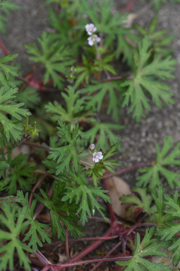 Geranium carolinianum stock image. Image of gardening - 145893437