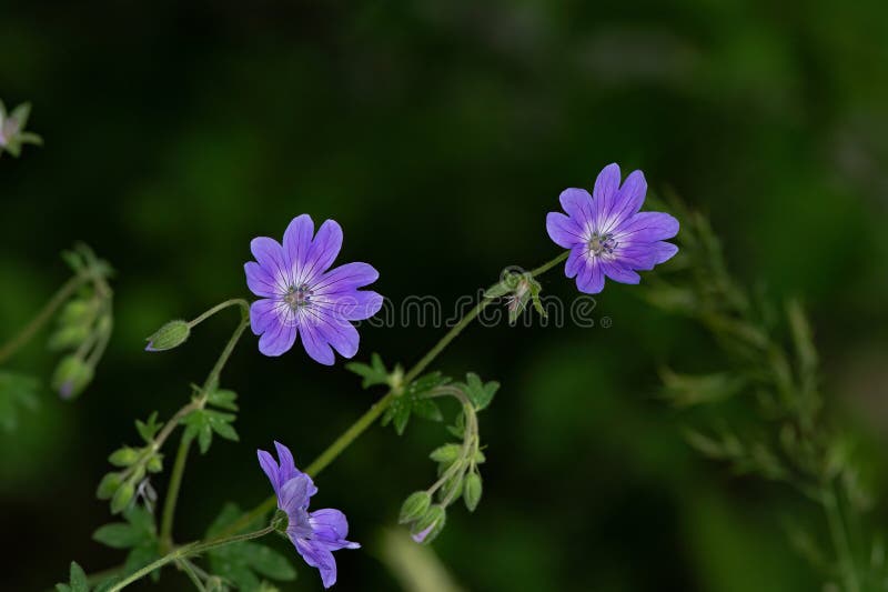 Geranium Collinum Flower Stock Photos - Free & Royalty-Free Stock ...