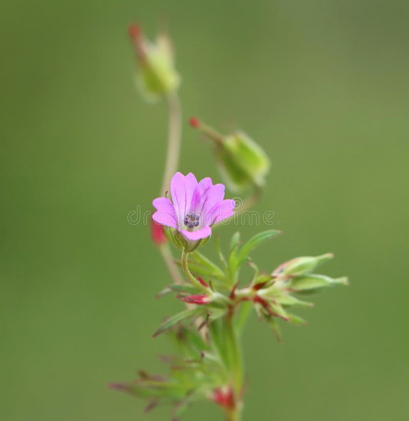 Geranium Columbinum (longstalk Cranesbill) Stock Photo - Image of wild ...