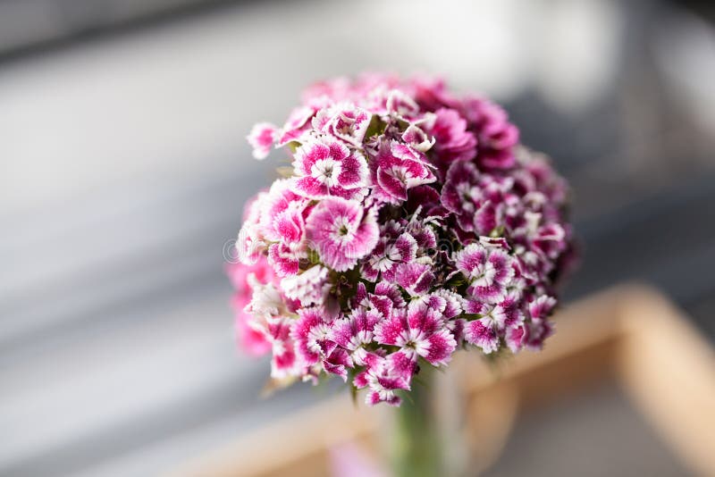 Geranium stock photo. Image of cultivation, power, scenic - 44313604