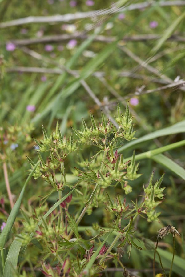 Geranium Dissectum Close Up Stock Image - Image of botany, cutleaf ...