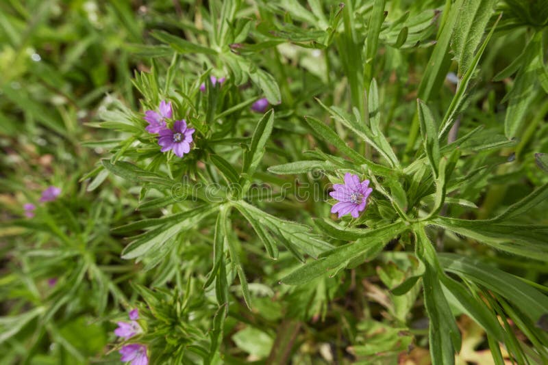 Geranium Dissectum Plant Close Up Stock Image - Image of geranium ...