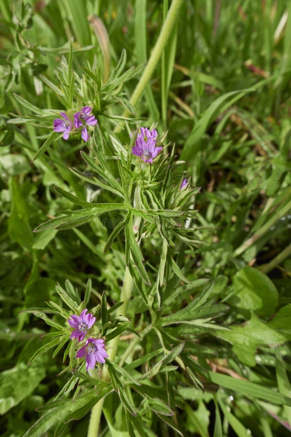 Geranium Dissectum Plant Close Up Stock Photo - Image of outdoor ...