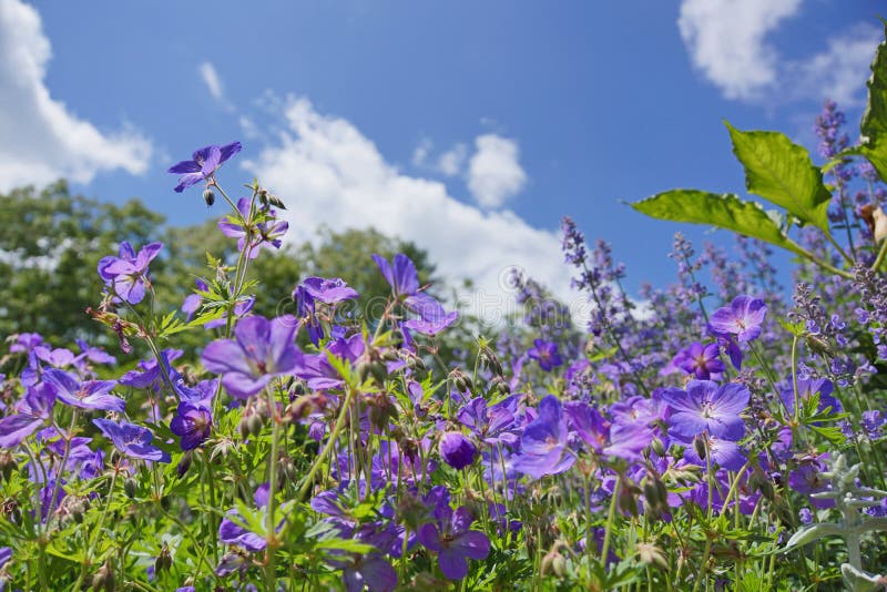 Geranium Eriostemon at the Garden Under the Blue Sky Stock Image ...