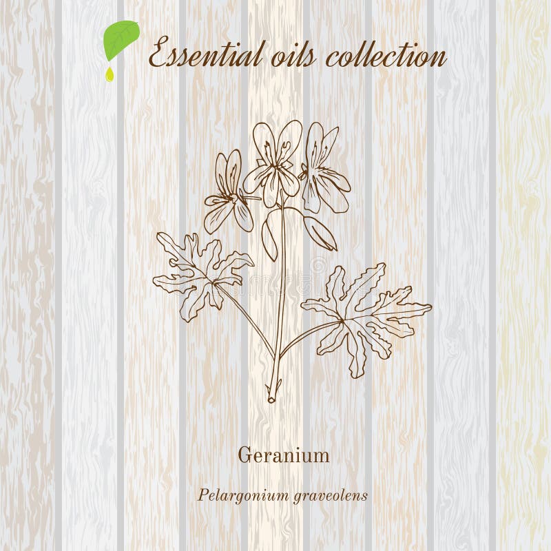Geranium, Essential Oil Label, Aromatic Plant Stock Vector ...
