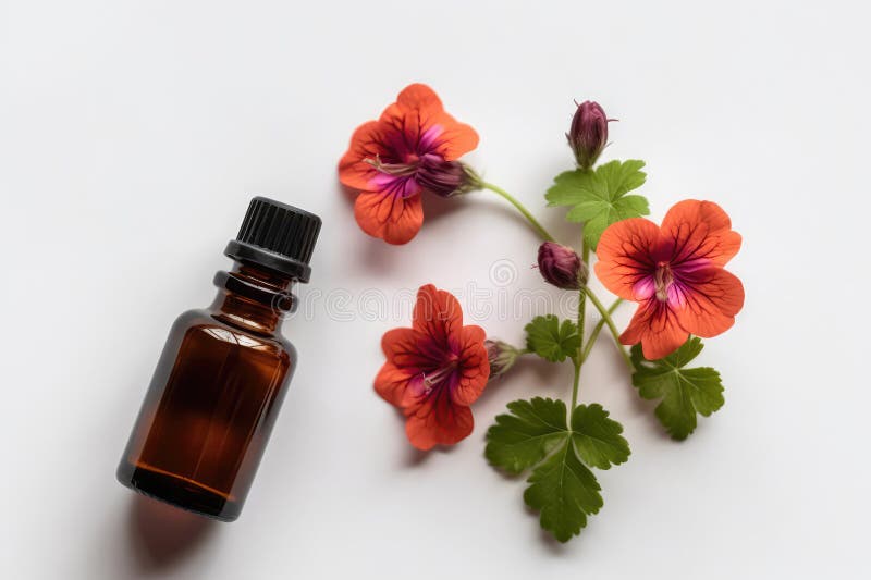 Geranium Essential Oil in Small Brown Bottle Next To Geranium on White ...