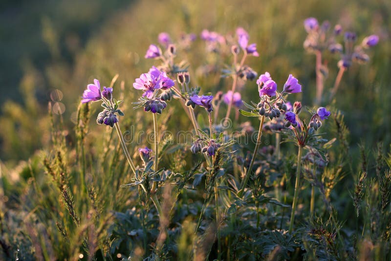 Geranium Field, Spring Meadow. Bright Spring Morning. Bokeh Stock Image ...
