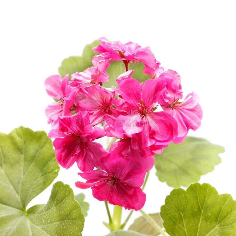 Geranium Flower stock image. Image of earth, pelargonium - 20729931