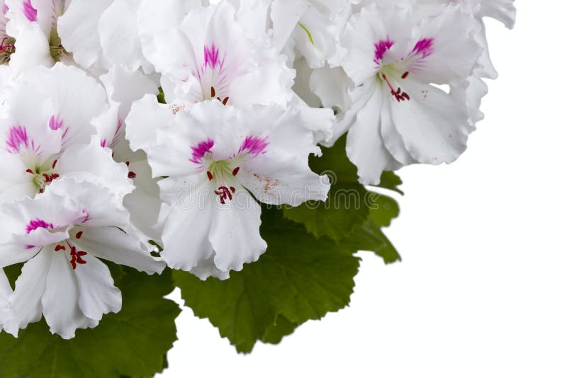Geranium flower stock image. Image of leaf, floristics - 24863167