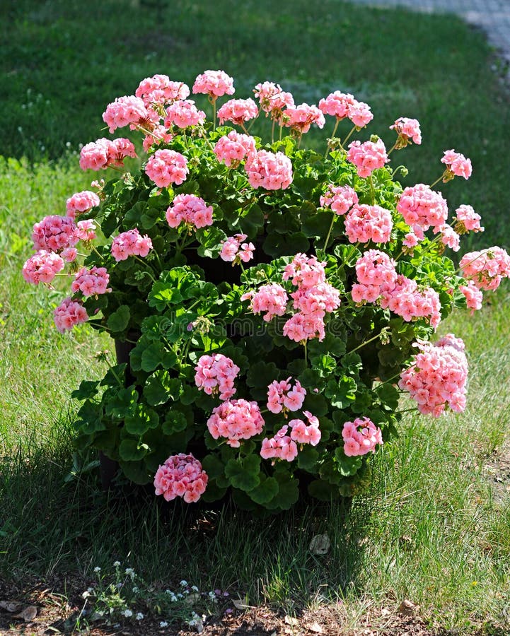 Geranium flower stock image. Image of flower, pink, plantae - 26407859